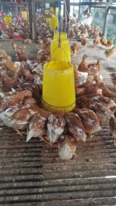 Rahasia Pemberian Pakan Starter Grower - agusbakrie.com